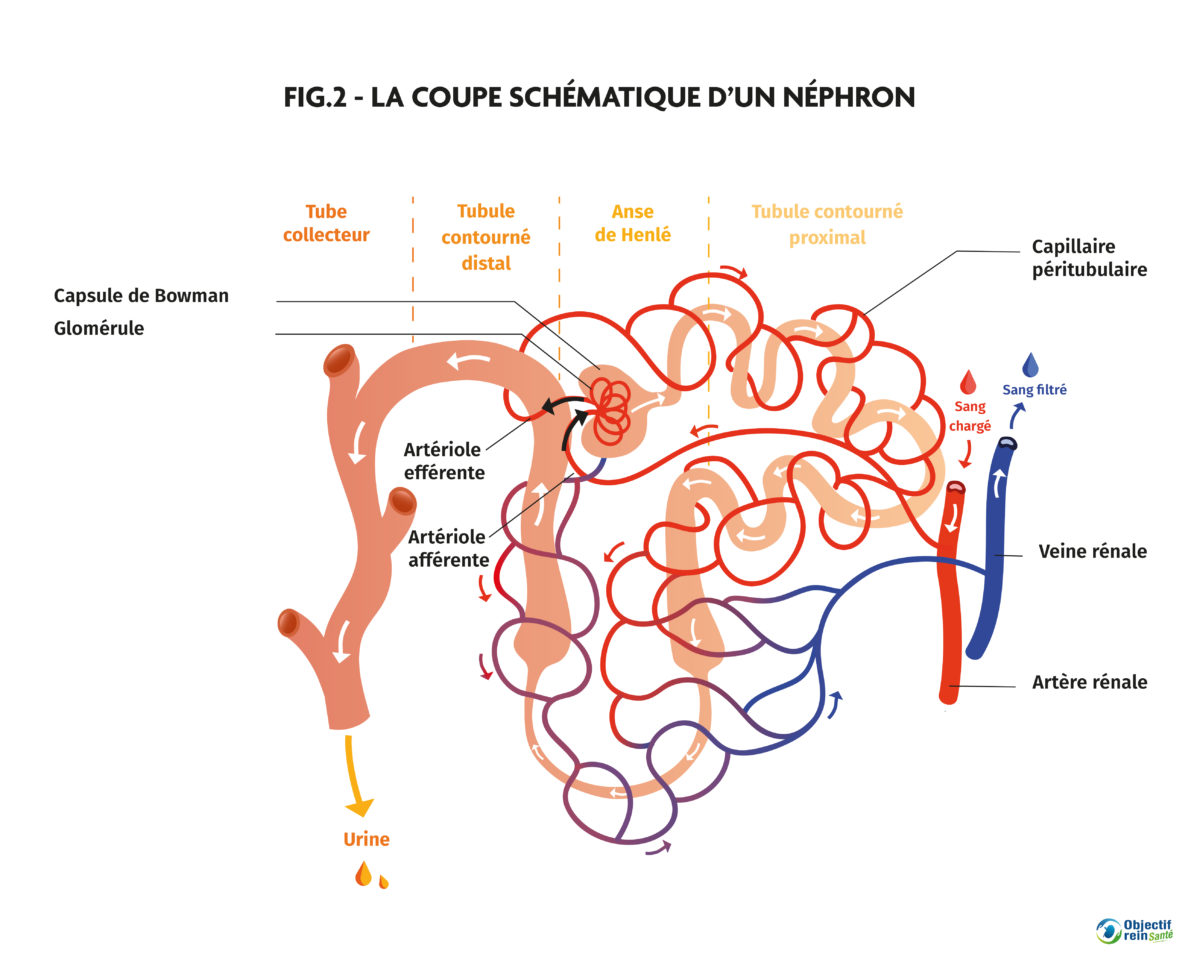 Le rein, cet organe méconnu l Objectif Rein Santé