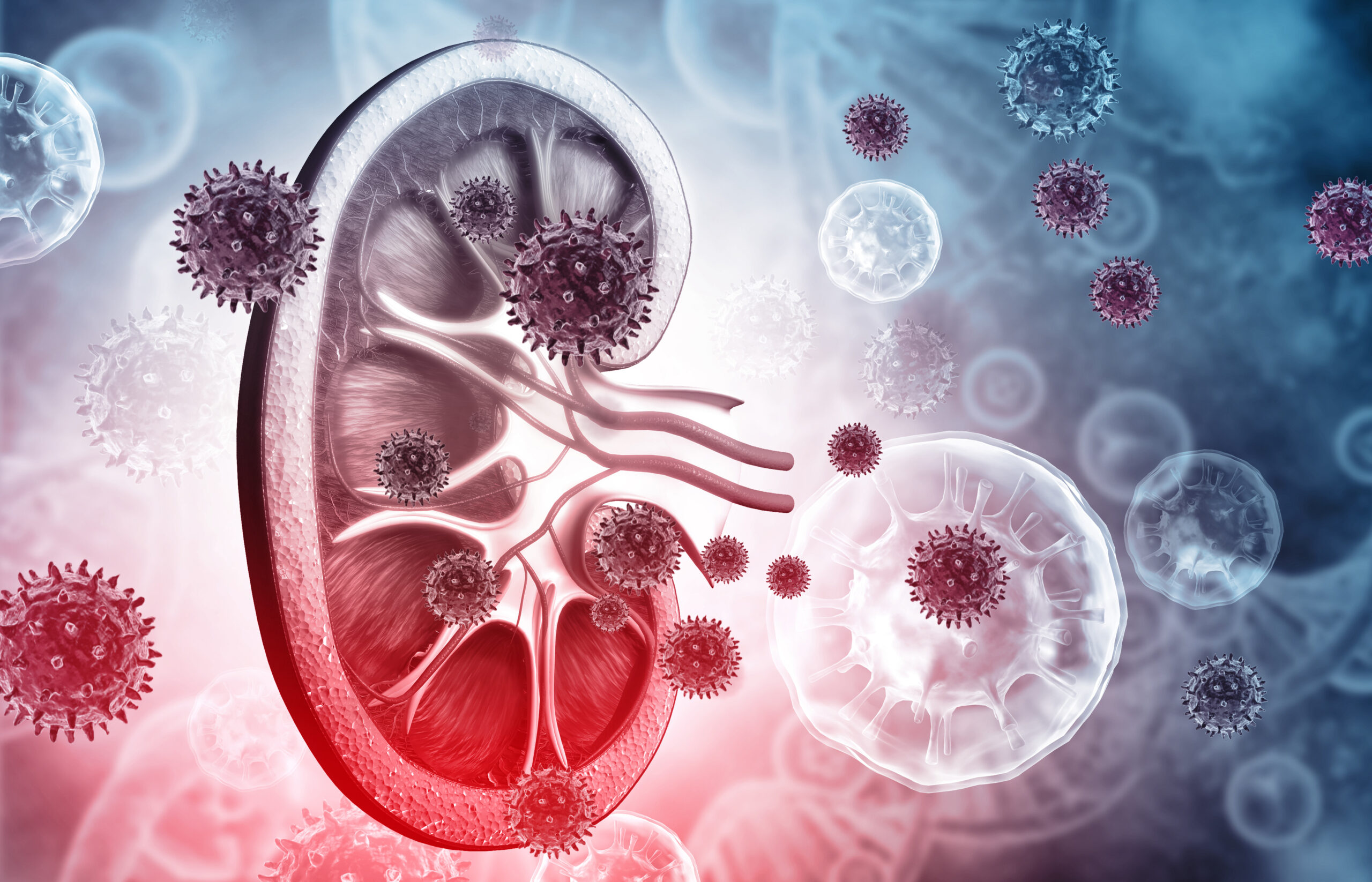 Covid et Maladies rénales | Objectif rein santé