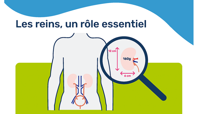 Les reins, à quoi ça sert ? - Infographie | Objectif rein santé
